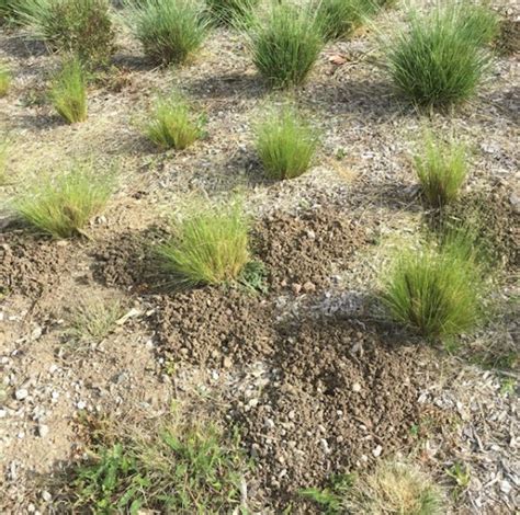 What To Expect During Gopher Breeding Season Gopher Team