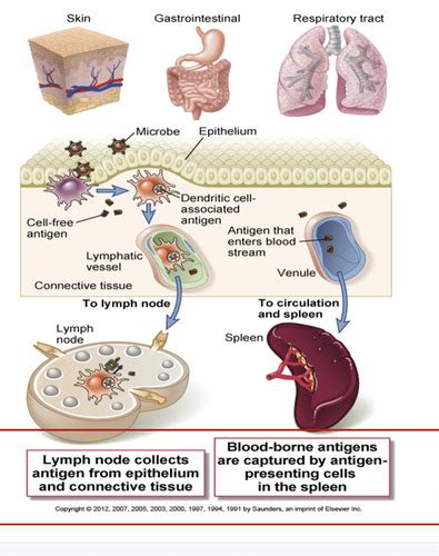 Adaptive Immunity Flashcards Quizlet