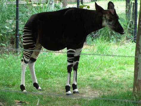 Okapi The New Encyclopedia Wiki Fandom
