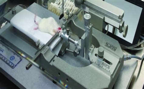 4 Intracranial Injection Of Glioma Cells Into The Caudate Putamen Download Scientific Diagram