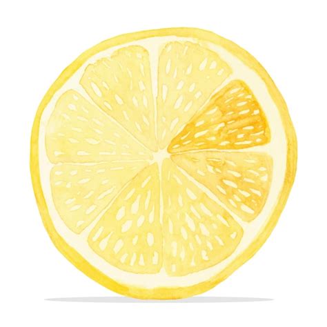 손으로 그린 수채화 레몬 흰색 배경에 고립 과일 레몬 그림 프리미엄 벡터