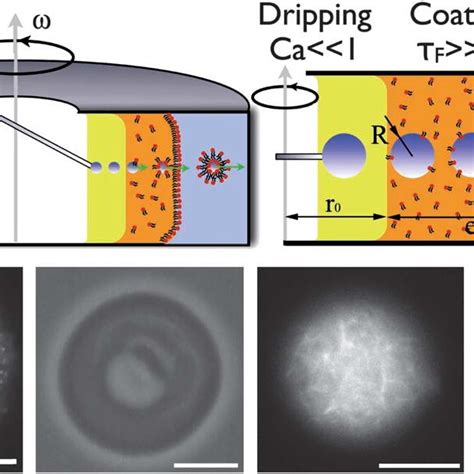A Schematic Side View Of The Setup The Capillary Is Fixed And The Download Scientific Diagram