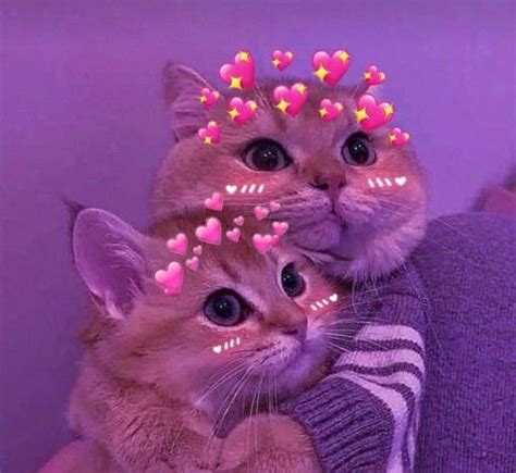 Love Like Me Cute Cat Wallpaper Cute Cats Cute Cats Photos