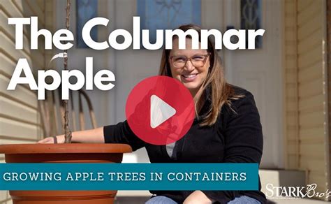 Growing Columnar Apple Trees In A Container Stark Bros