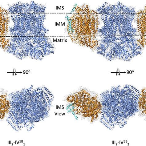 Cryo Em Maps And Fitted Models Of The Iii 2 Iv 5b 1 And Iii 2 Iv 5b 2 Download Scientific