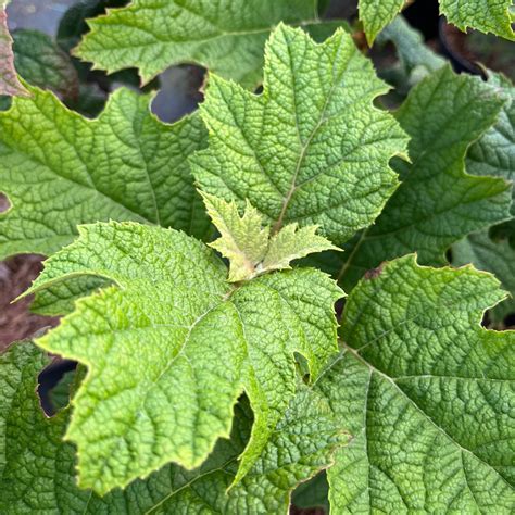 Hydrangea Quercifolia Snow Queen Houtmeyers Plantencentrum En