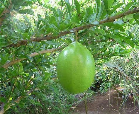 Bottle Gourd Edible Nutritious Medicinal Britannica