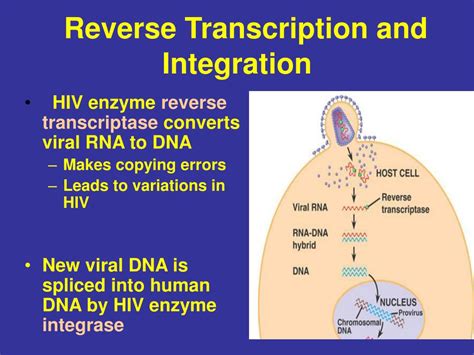 Ppt Introduction To Hiv Virus Powerpoint Presentation Free Download