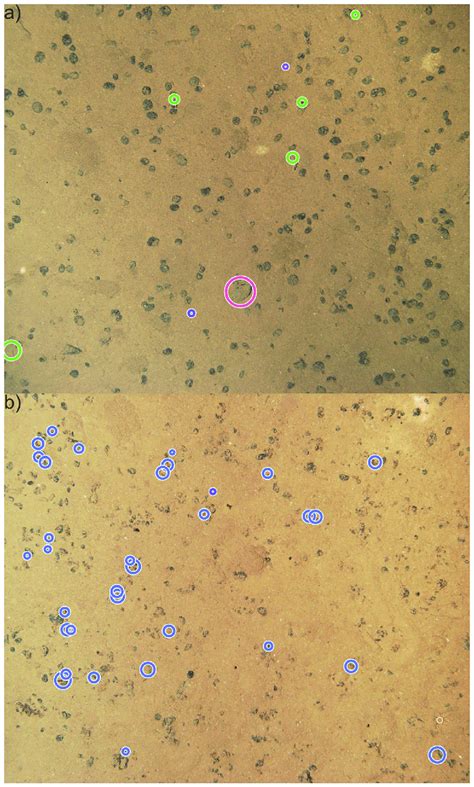 Images Used For The CS Primer Experiment Including The Expert Download Scientific Diagram