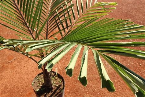 Arenga Identify Discussing Palm Trees Worldwide Palmtalk