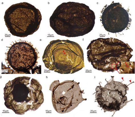 Representative Eukaryotic Microfossils During Stage 2 1 8 0 8 Ga
