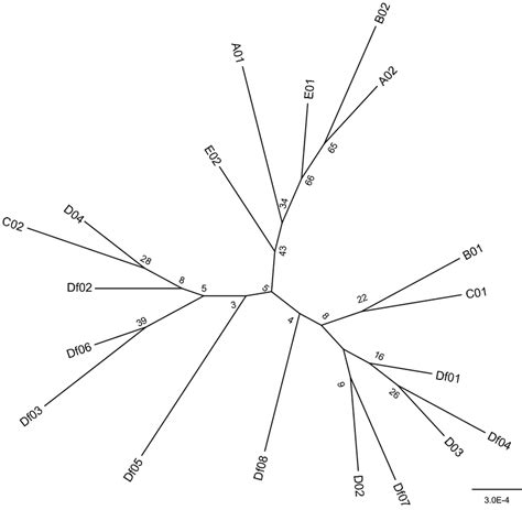 maximum likelihood ml tree based on the alignment read includes snps