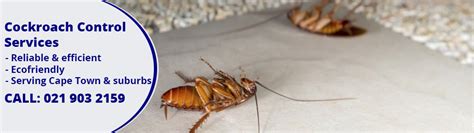 Cockroach Fumigation Cape Town Call 021 903 2159