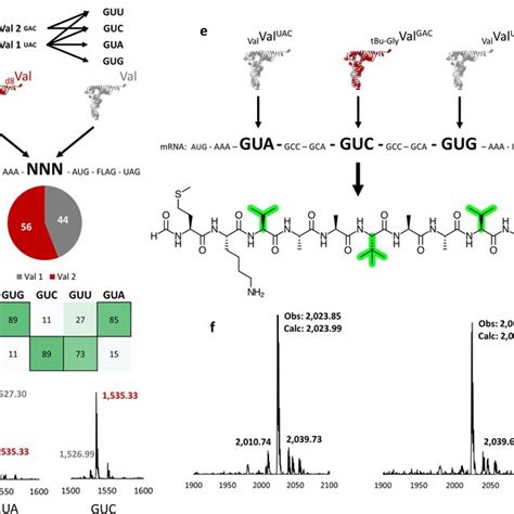 Sense Codon Reassignment Of The Leucine Codon Box To Encode 5 Distinct Download Scientific