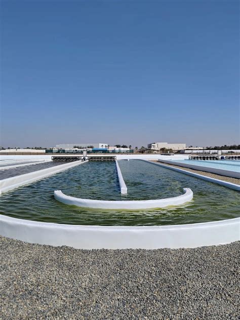 Gabriel I Romero V On Linkedin Saudiarabia Microalgae Spirulina Greeneconomy