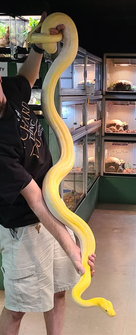 Python Reticulatus Reticulated Python Albino Platinum Phan