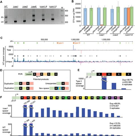 Cas Requirements For Adaptation And Repeat Spacer Duplications A Gel Download Scientific