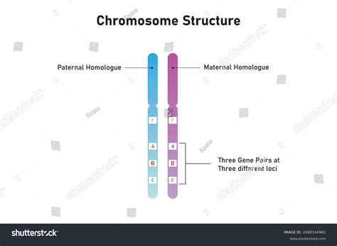 Duplicated Chromosome Structure Scientific Design Vector Stock Vector
