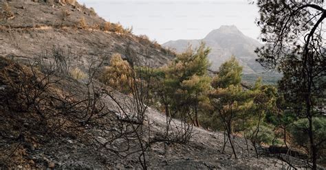 배경에 나무와 산이 있는 언덕 사진 Unsplash의 기후 변화 이미지
