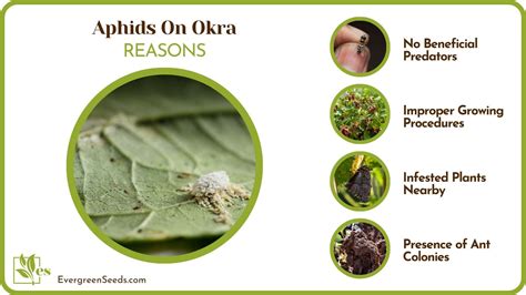 Aphids On Okra Growing Healthy Veggies Without Infestation Evergreen Seeds