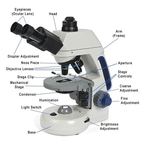 Diagram Of Compound Microscope And Its Functions Diagram Of