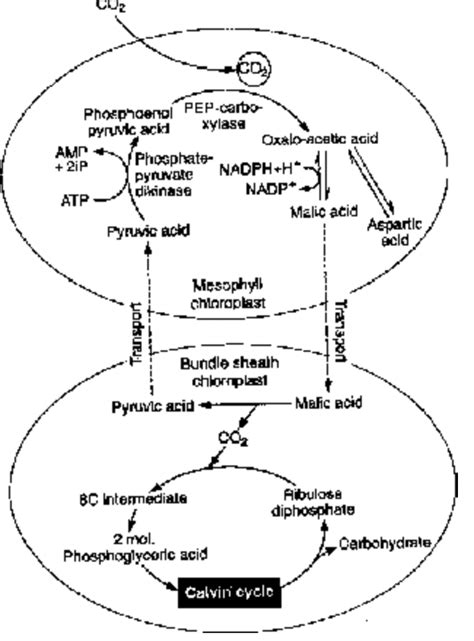 Photorespiration Why Is Photorespiration Bad