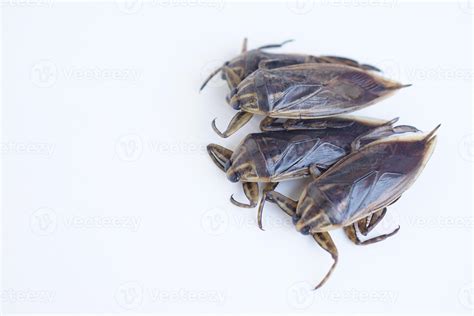 Four Giant Water Bugs Or Pimps Have A Unique Smell That Can Be Used To