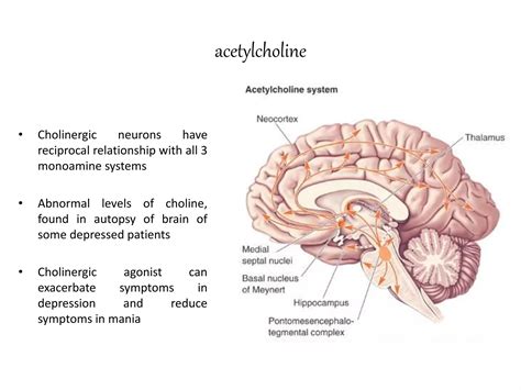 Neurobiology And Functional Brain Circuits In Mood Disorders Pptx