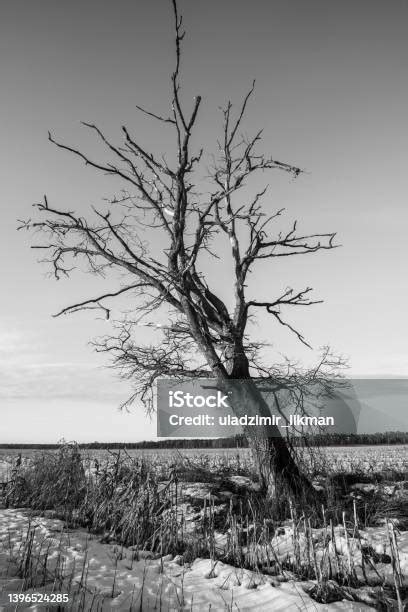 흑백 농촌 풍경의 세트 시골 들판에있는 오크 나무의 아름다운 실루엣 0명에 대한 스톡 사진 및 기타 이미지 0명 검은색