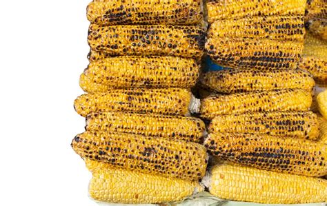 Mazorca De Maíz Dulce Maduro Aislado Sobre Fondo Blanco Mazorca De Maíz
