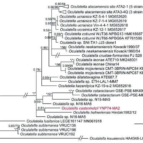 Bayesian Inference Analysis Based On 16s Rrna Gene Sequence With