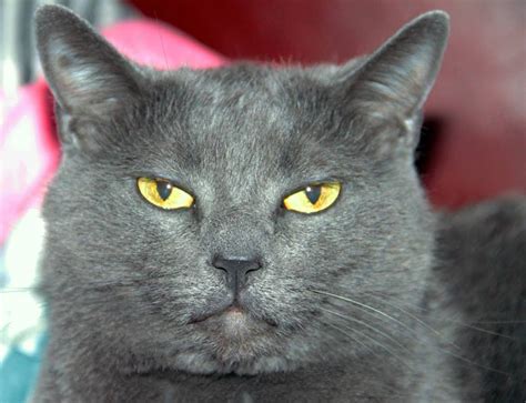 Did You Know Catnip Actually Repels Mosquitos From Cats Quad Cities Daily