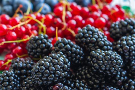 블랙베리 레드 건포도 블루베리가 가까이 에 있습니다 여름 열매의 다양한 건강한 디저트 유기농 식품 다채로운 딸기 구색 건강한 식생활 신선한 열매를 섞습니다 0명에 대한 스톡