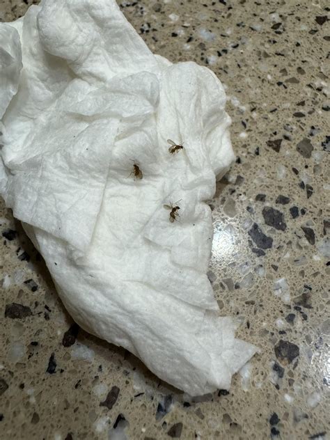 Swarming Bugs R Bugidentification