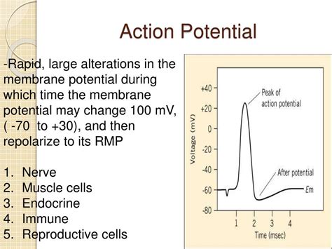 Ppt Action Potentials Powerpoint Presentation Free Download Id 2238174
