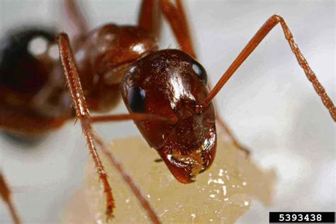 Field Ant Control Services In Utah Thorn