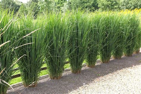 14 Tall Ornamental Grasses And Grass Like Plants For Privacy Artofit