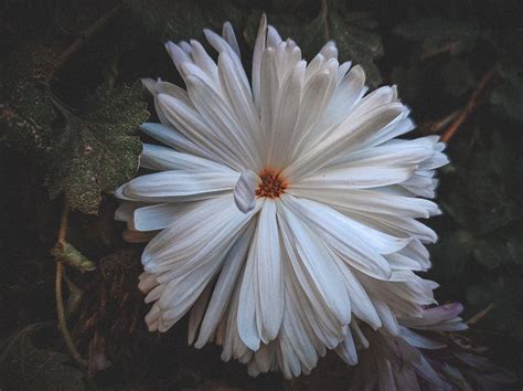 Marguerite Daisy Flower Free Photo On Pixabay Pixabay