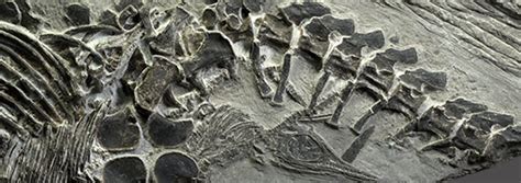Ichthyosaur Giving Birth Fossil