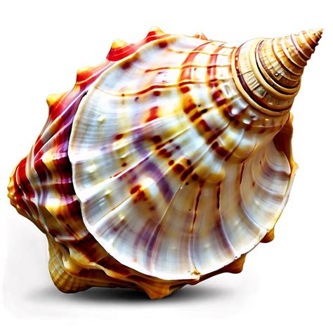 200 Conch Shell Png Images Page 3