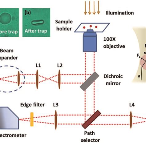 Schematic Of The Indigenously Built Raman Tweezers Instrument Download Scientific Diagram