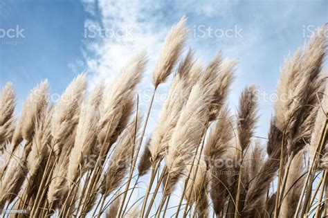하늘에 팜파 잔디 바람에 이동 부드러운 식물 코르타데리아 셀로아나의 추상 자연 배경 깃털 먼지꾼과 유사한 식물의 밝고 선명한 장면 억새 풀에 대한 스톡 사진 및 기타 이미지
