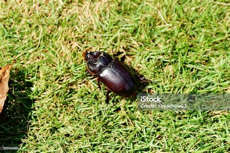 다이나스티네 또는 코뿔소 딱정벌레 풍뎅이 딱정벌레 가족의 하위 가족 0명에 대한 스톡 사진 및 기타 이미지 Istock