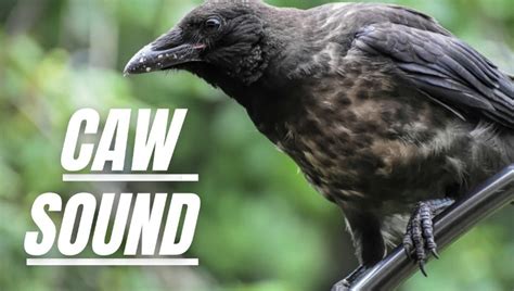 Bird Caw Sound Effect Sound Of Crows Crow Sound Effect Video