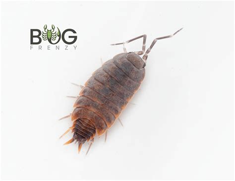 18+ How To Breed Isopods - MornaConall