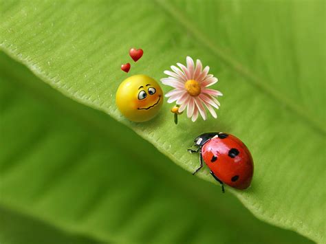 Cute Ladybug Wallpapers Top Free Cute Ladybug Backgrounds