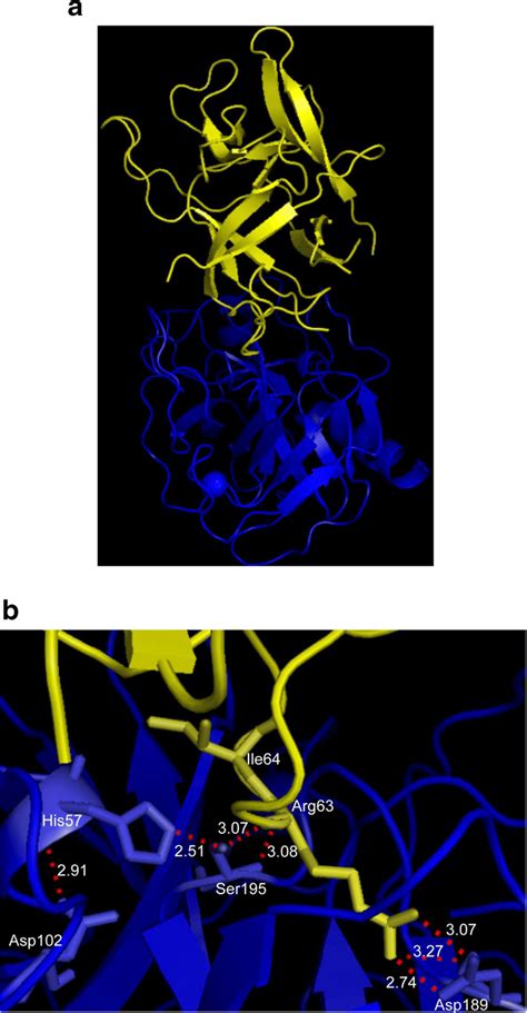 Three Dimensional Model Of Interaction Skti Yellow With Trypsin