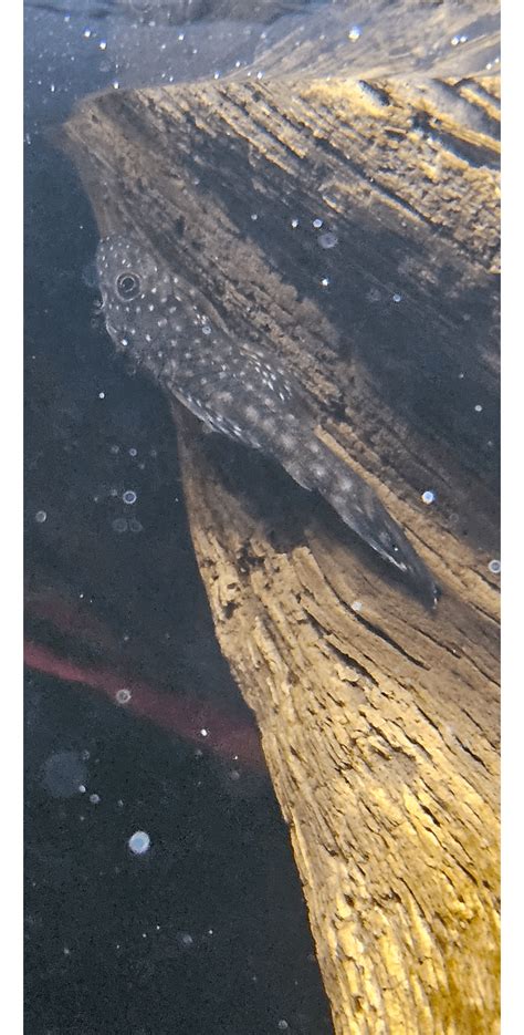 Was I Sold The Wrong Speciestype Raquariums
