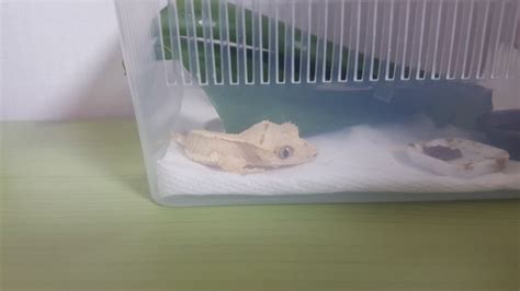 크레스티드게코 사육장 크기 지식in