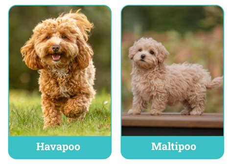 Havapoo Vs Maltipoo The Main Differences With Pictures Dogster